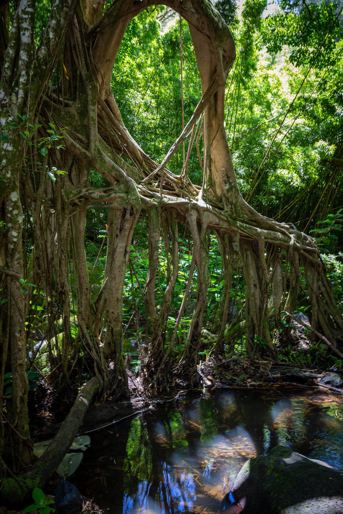 TREES – HALE FINE ART