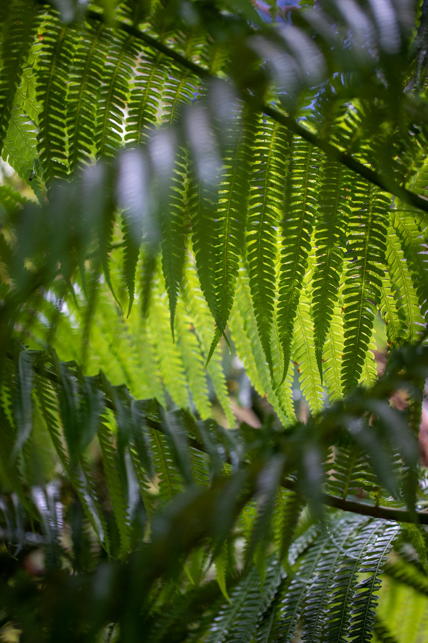 FERNS – HALE FINE ART